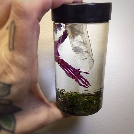 Diaphonized Wet Specimens - Etsy