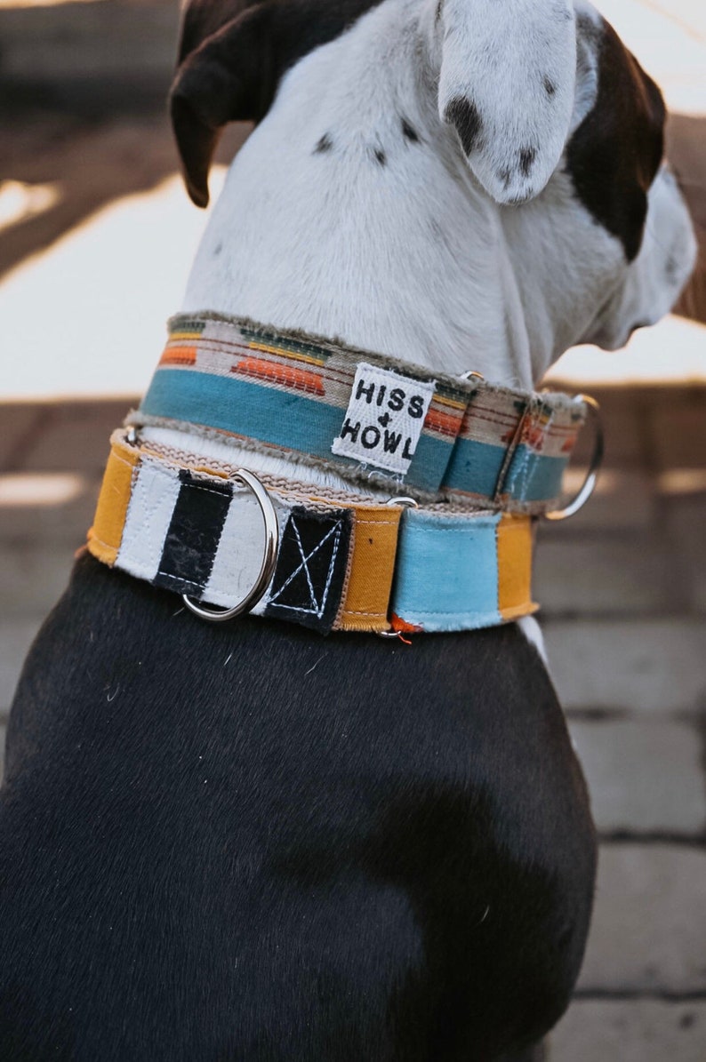Color Block Dog Collar Bright | Etsy