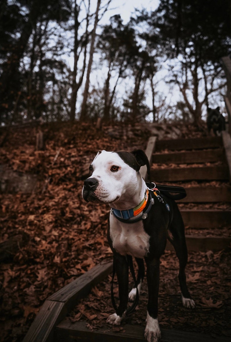 Color Block Dog Collar Bright | Etsy