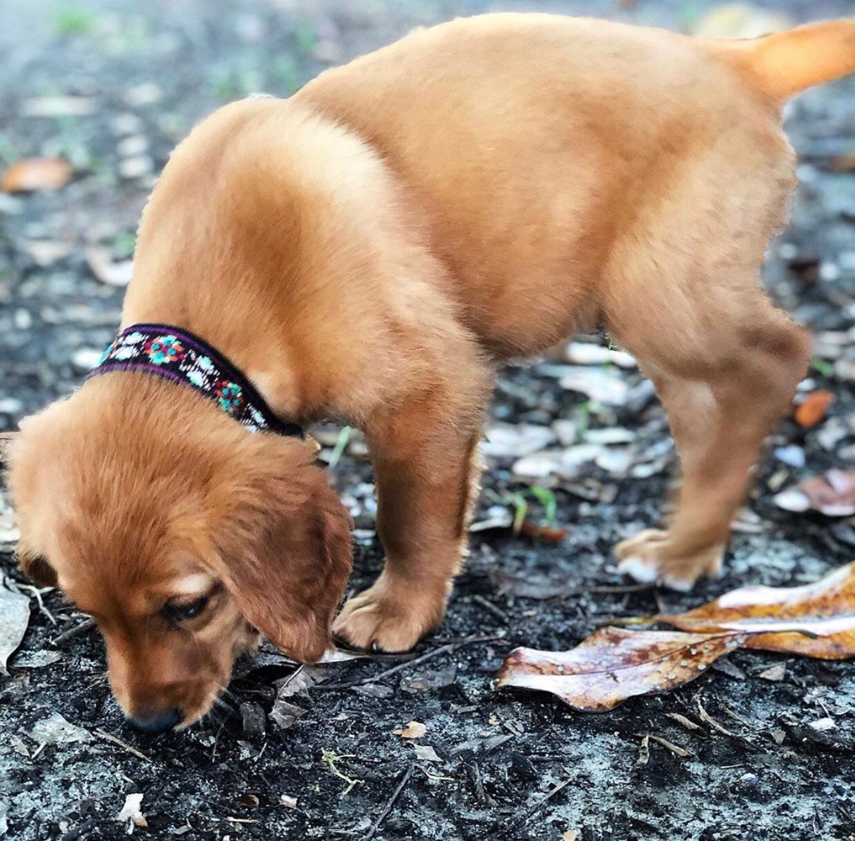 Small Bisbee Dog Collar