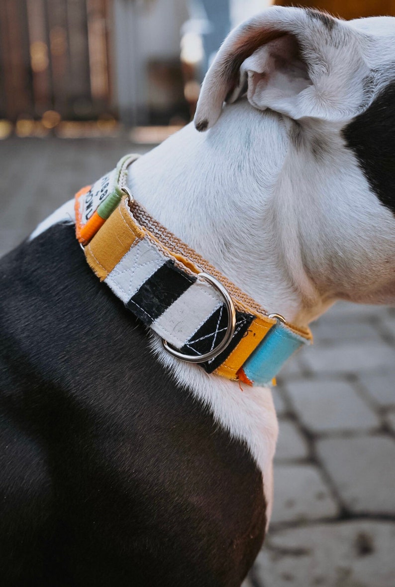 Color Block Dog Collar Bright - Etsy