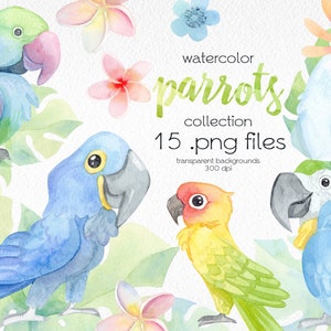 Watercolor Tropical Birds Clipart / Parrot Clip Art / Exotic Bird ...