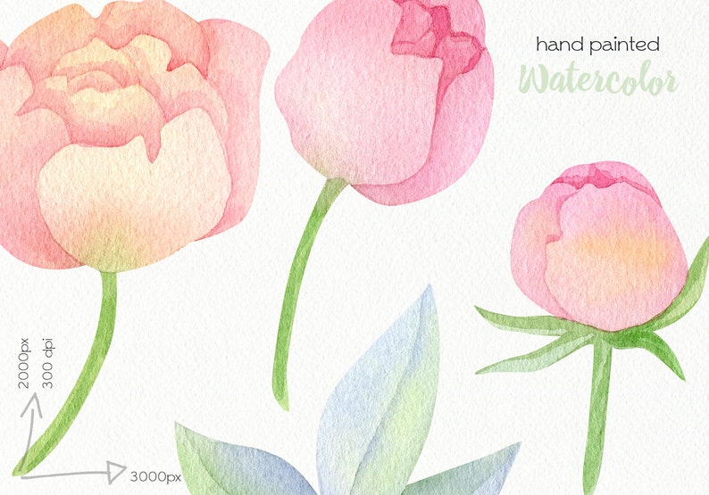 Watercolor Spring Flowers Clipart / Peony Flowers / PNG Files - Etsy