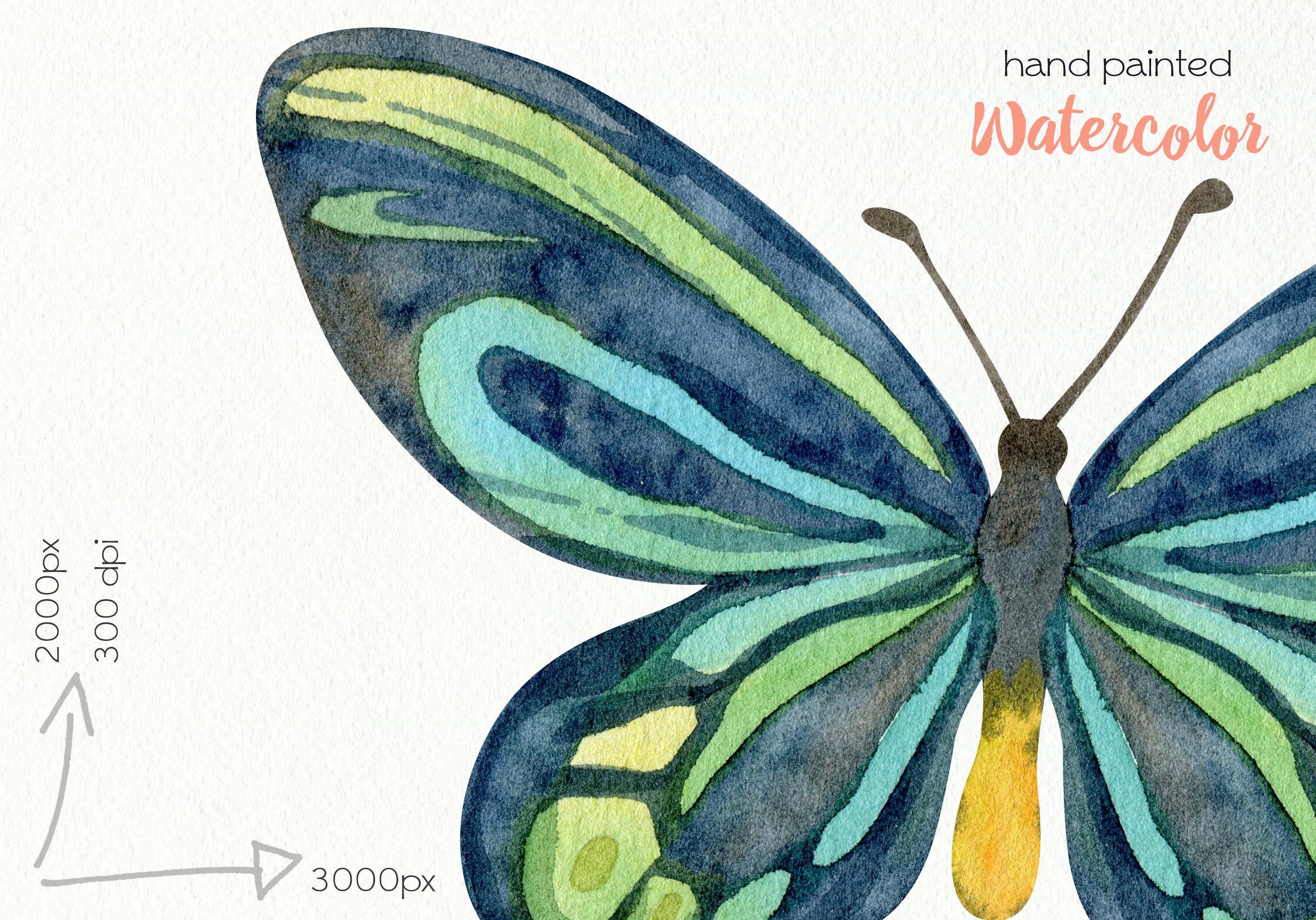 Butterflies Clip Art / Hand Painted Watercolor Butterfly / - Etsy