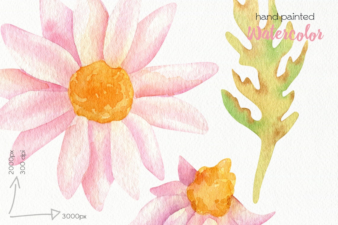 Watercolor Daisy Flower Clipart / Wildflower Chamomile / - Etsy