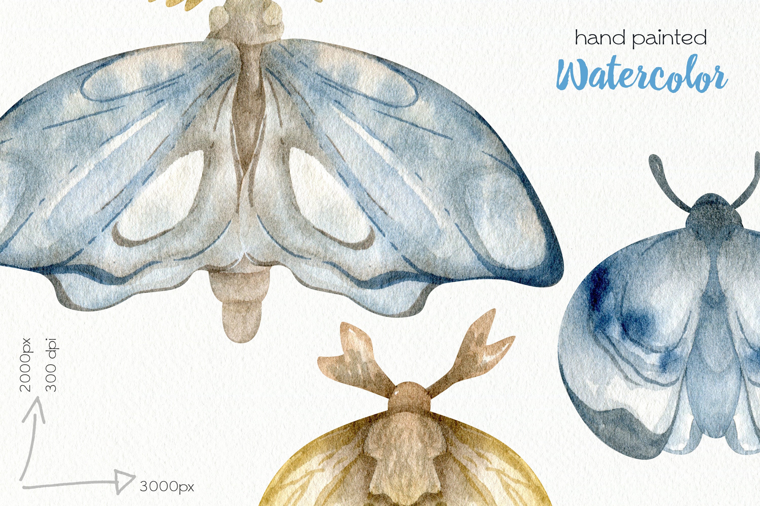 Watercolor Moth Clipart / Insects / PNG Files / Instant | Etsy