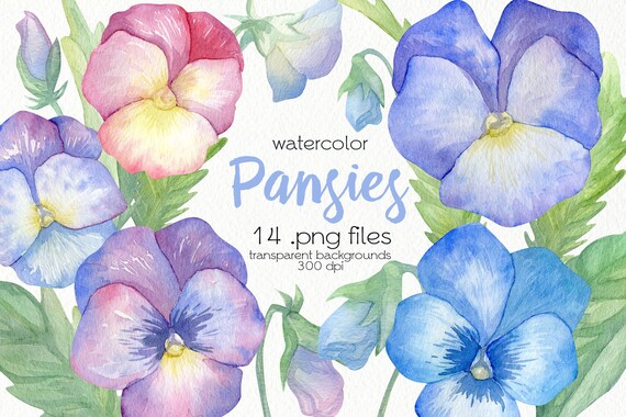 Watercolor Pansy Clipart / Viola / Spring Flowers / PNG Files - Etsy