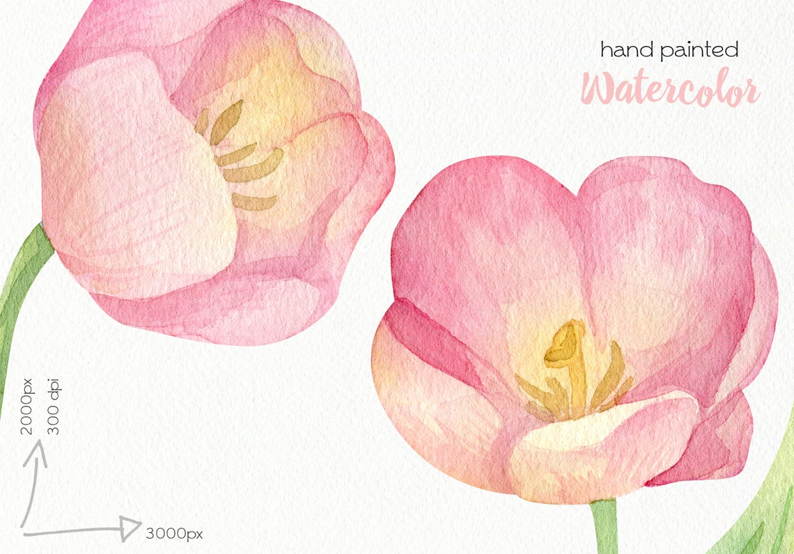 Watercolor Tulip Clipart / Spring Flowers / PNG Files / - Etsy