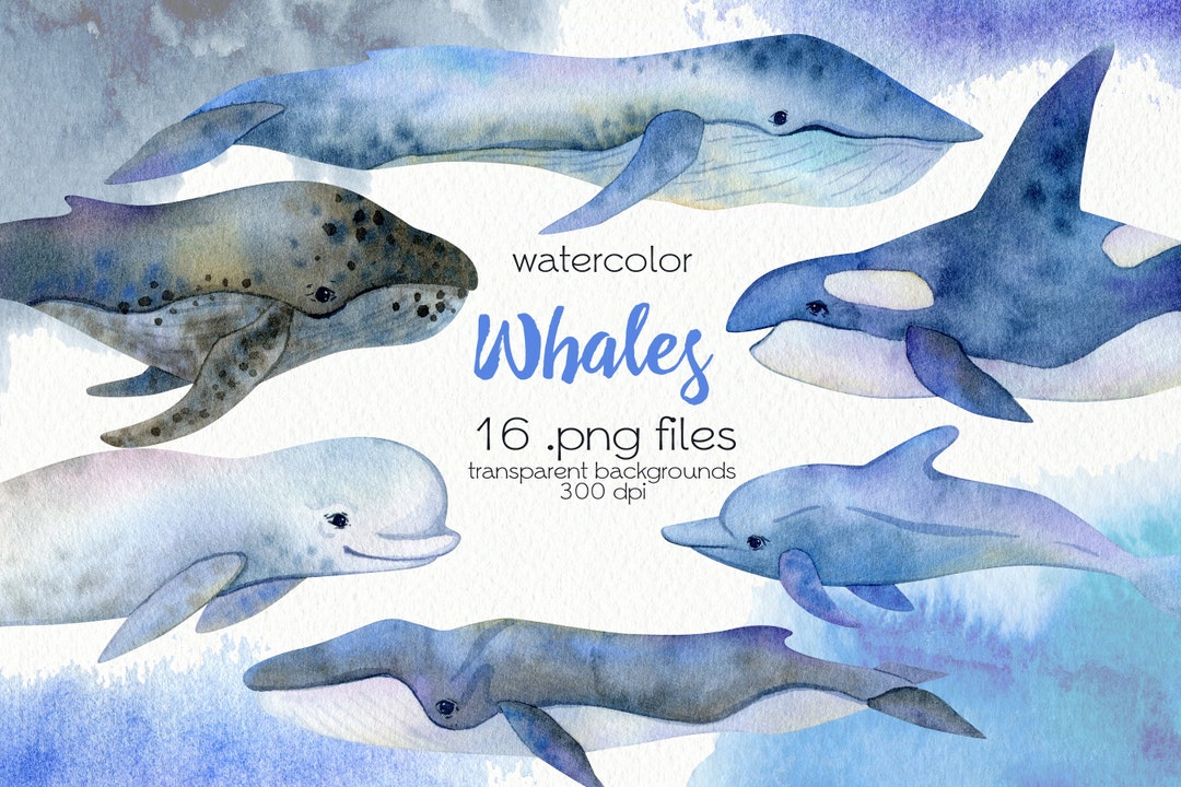 Watercolor Whales Clipart / Ocean Animals / Marine Mammals / - Etsy