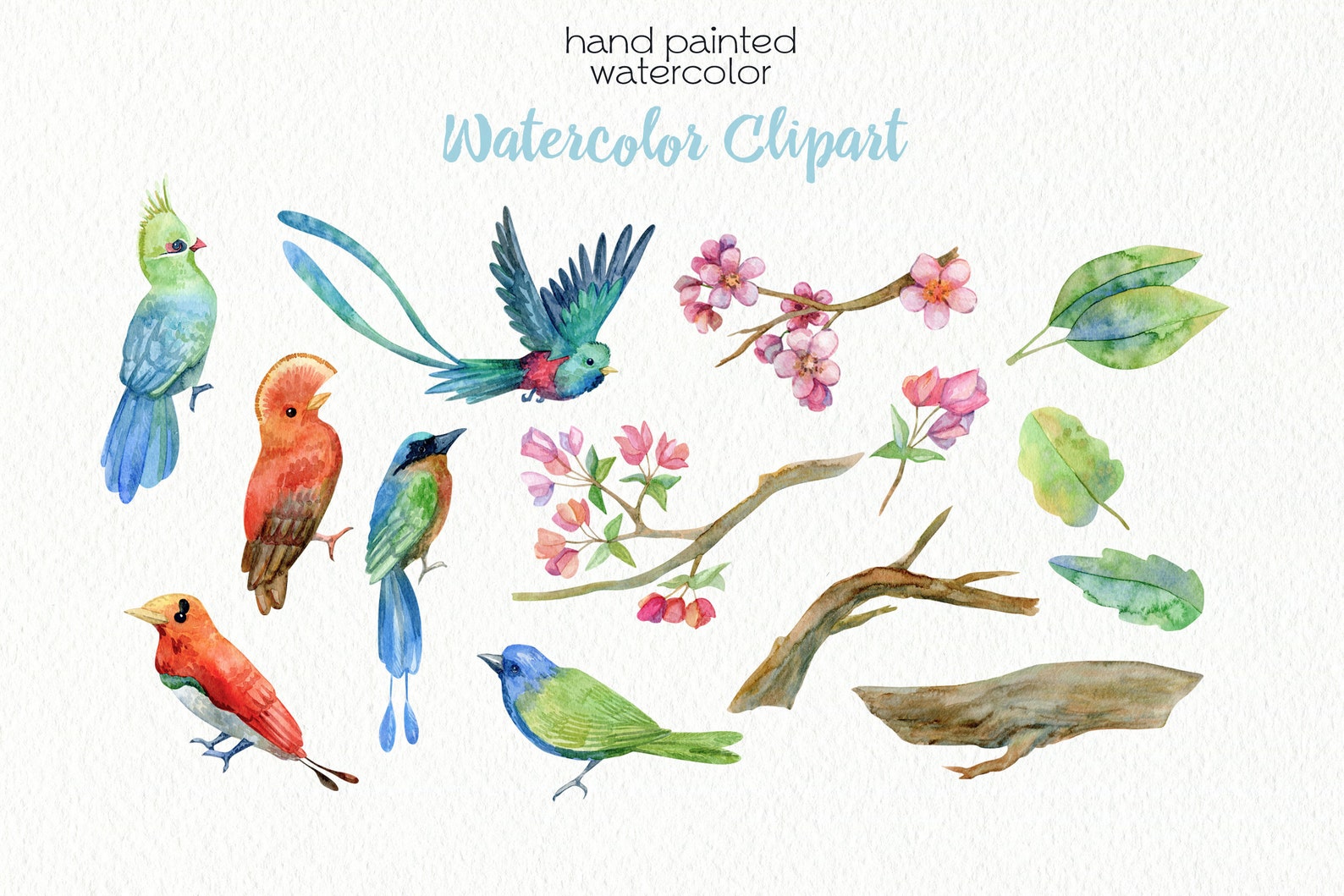 Watercolor Birds Clipart / Exotic Bird With Flowers / Digital - Etsy