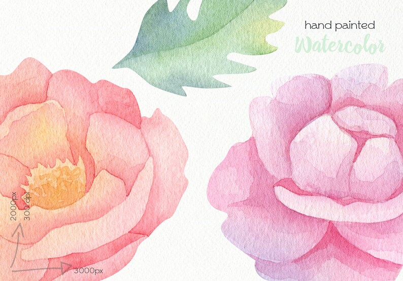 Watercolor Spring Flowers Clipart / Peony Flowers / PNG Files / Instant ...