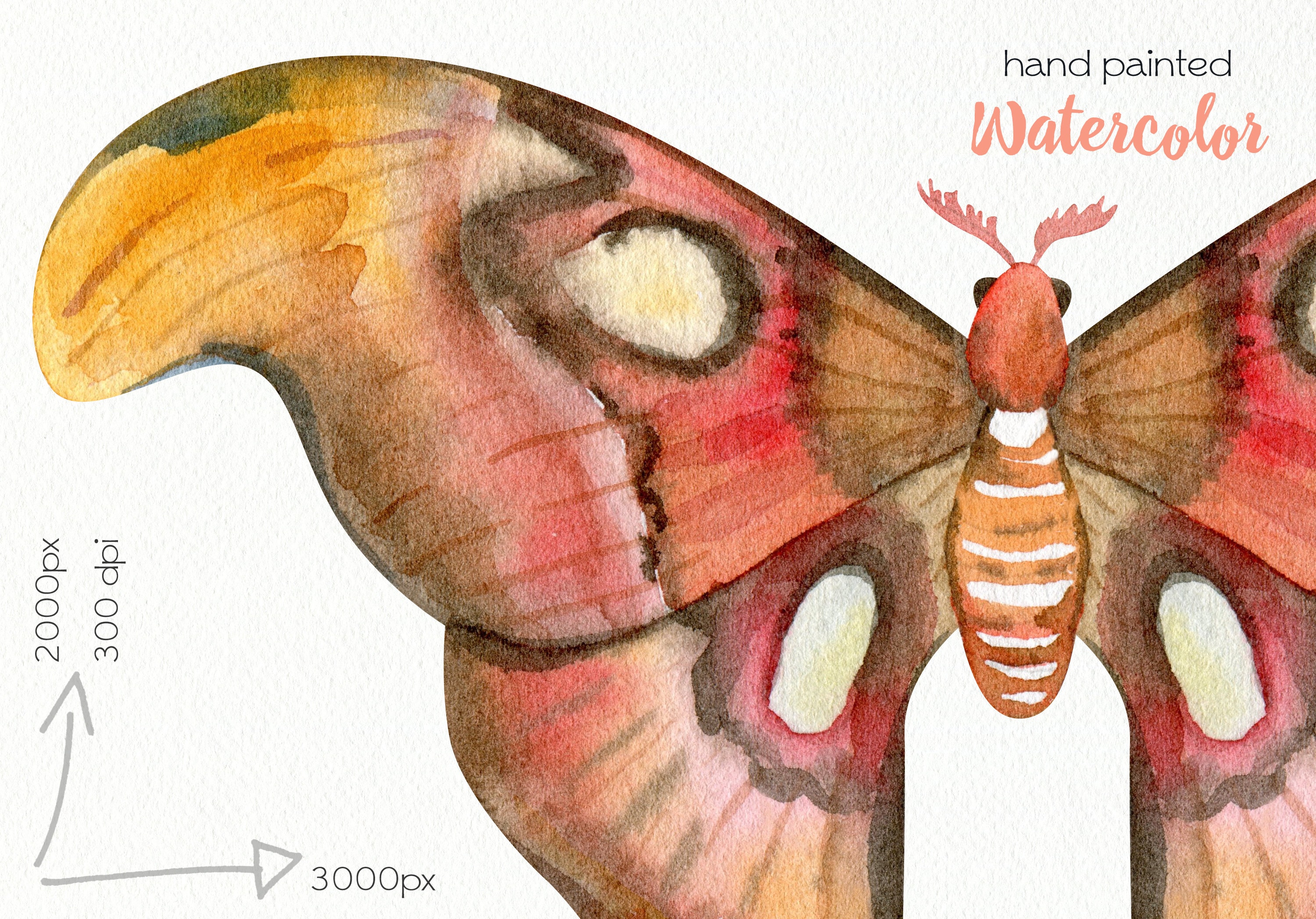 Butterflies Clip Art / Hand Painted Watercolor Butterfly / - Etsy