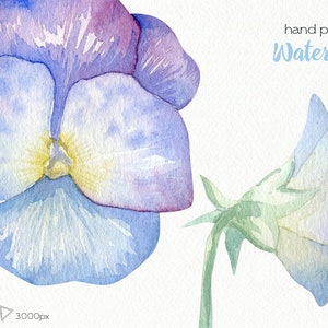 Watercolor Pansy Clipart / Viola / Spring Flowers / PNG Files / Instant ...