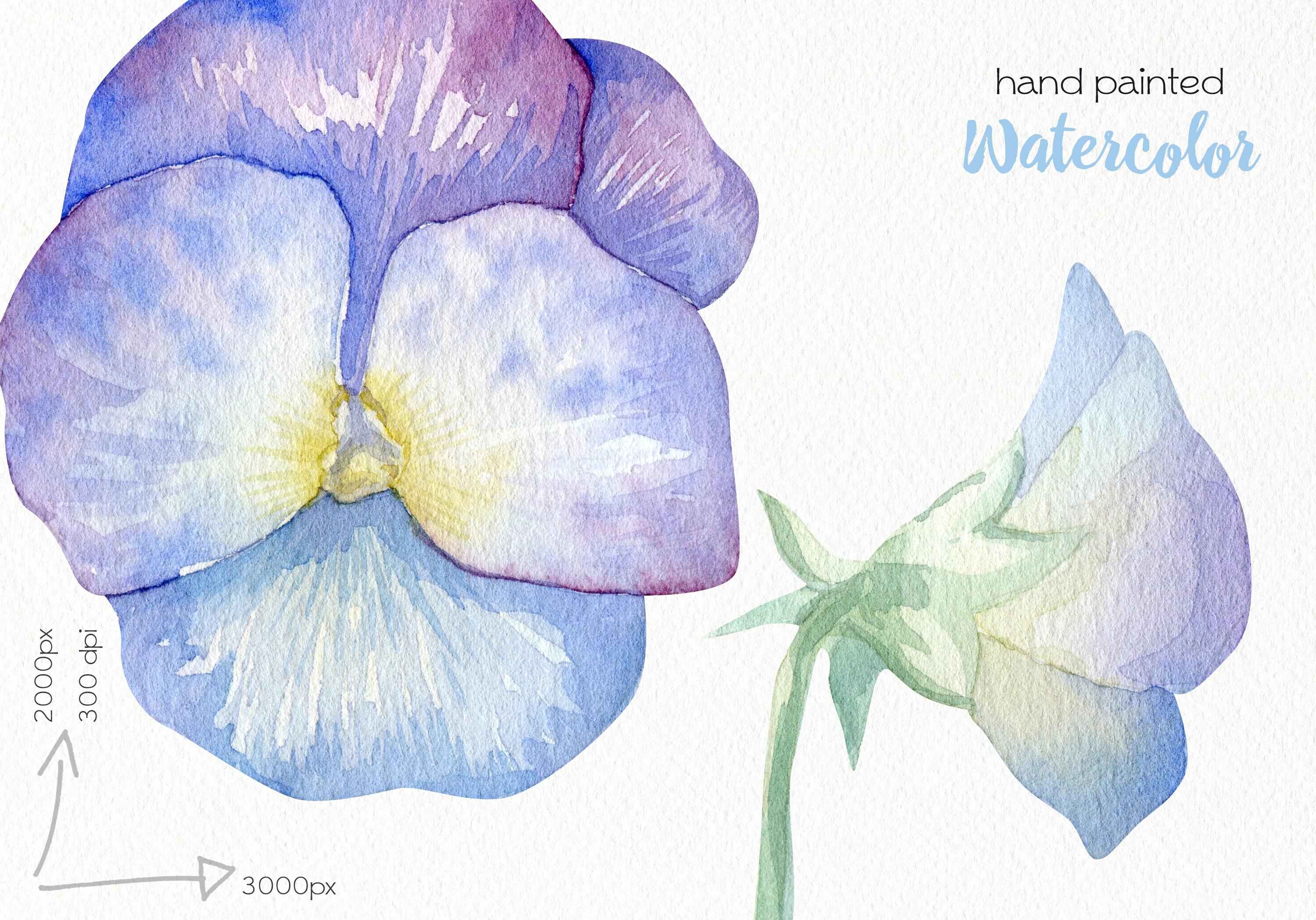Watercolor Pansy Clipart / Viola / Spring Flowers / PNG Files - Etsy