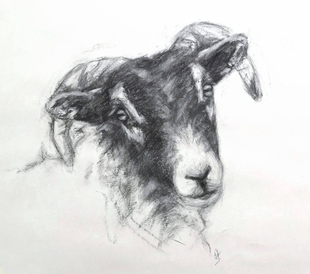 ORIGINAL Swaledale Sheep Charcoal Drawing - Art by Artist - Etsy