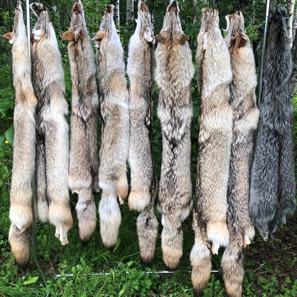 Coyote Pelt - Etsy