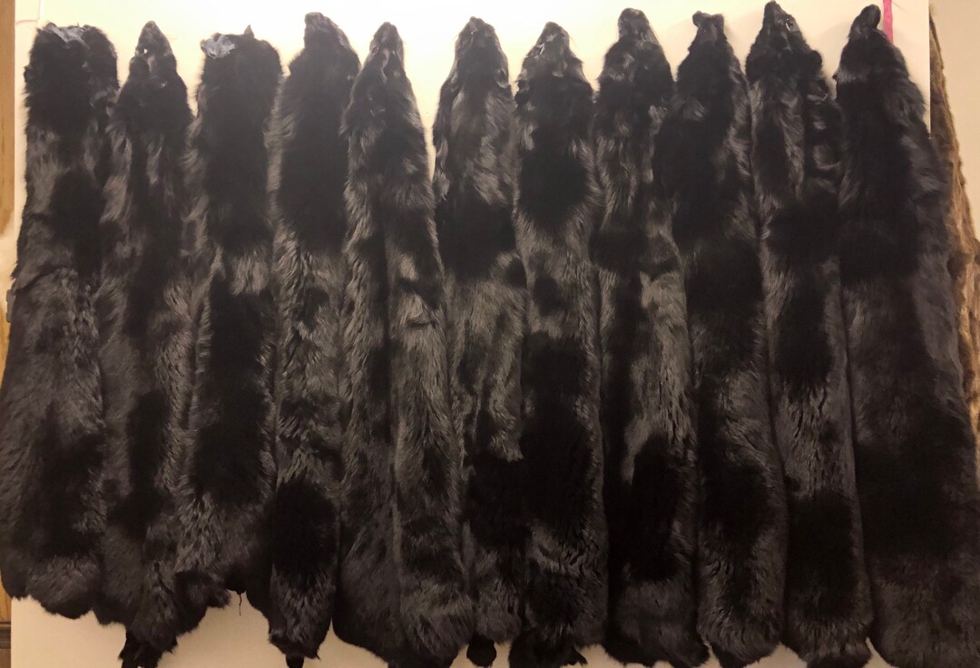 Black Dyed Blue Fox Pelt-5xl Size - HUGE - Top Quality - Professionally ...