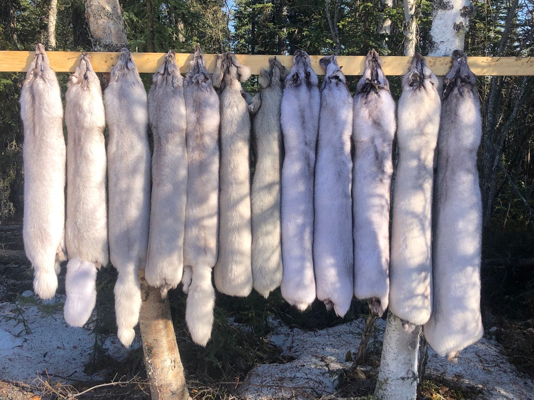 Tanned Ranched Blue Fox Pelt Free Shipping - Etsy