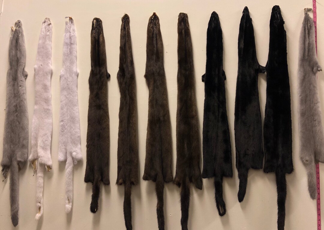 Professionally Tanned Ranched Mink Huge 2/0-4/0 Size Best Quality Found ...