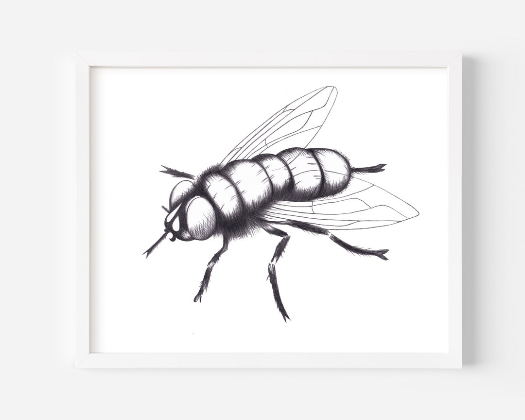 Fly Original Drawing, Sketch, Art, Fly Pencil, Animal Illustration ...