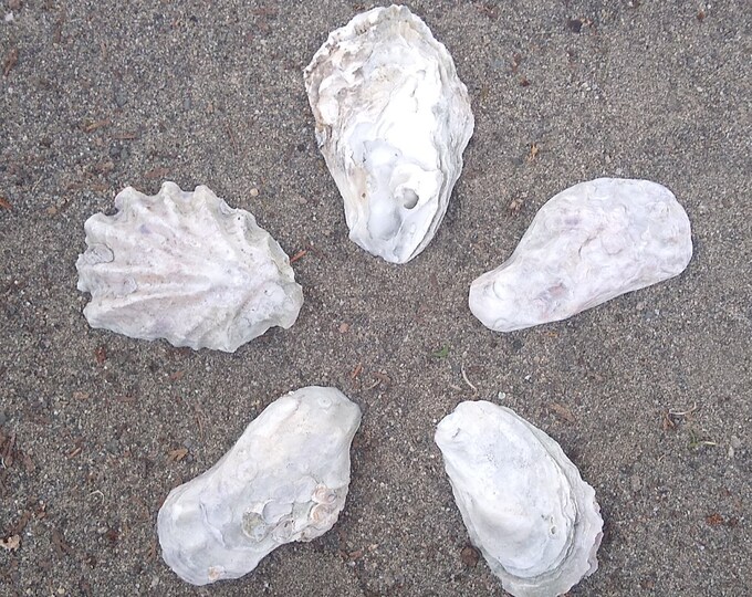 5 Large Pacific Northwest Oyster Shells for Painting, Crafts, Ornaments ...