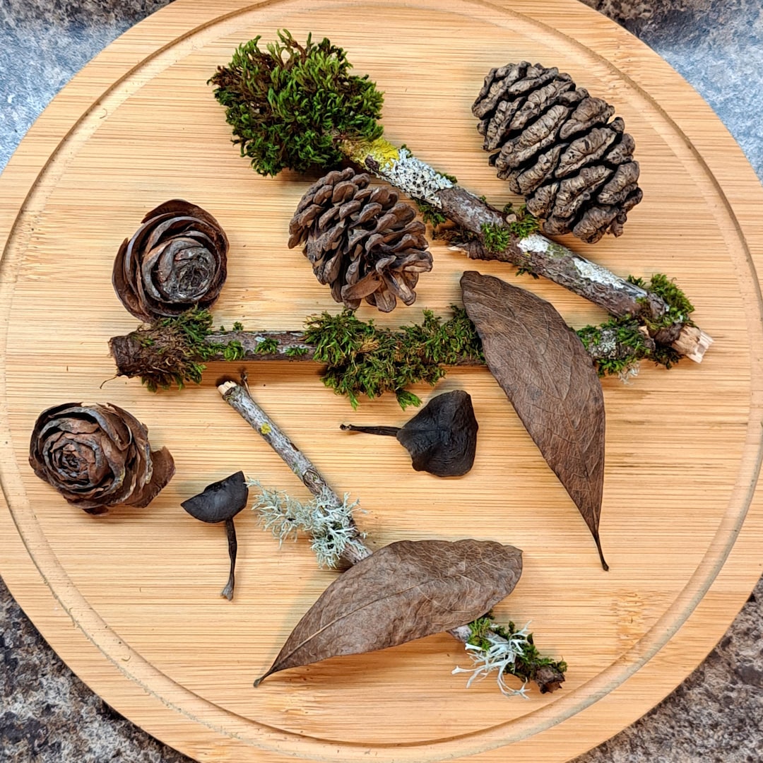 Forest Finds for Photo Props, Ads, Flyers, Invitations, Announcements ...