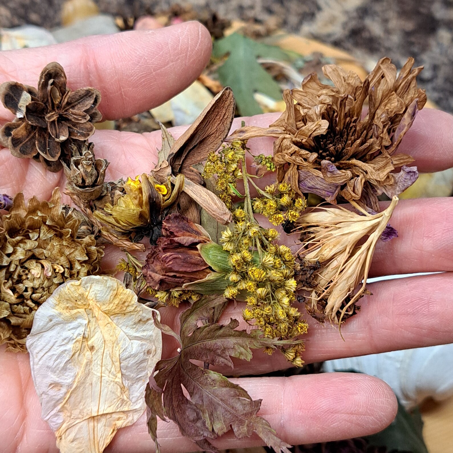 Pacific Northwest Coastal Forest Artisan Potpourri, 5 Cups Unscented ...