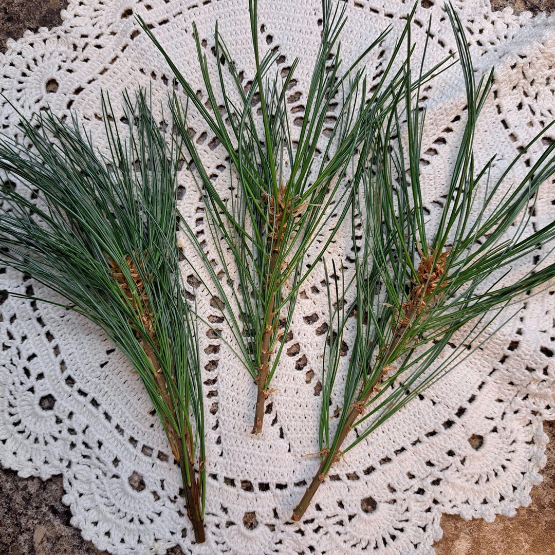 Fresh Weeping Sequoia Pine Needle Sprays. Bouquet Wreath Centerpiece ...