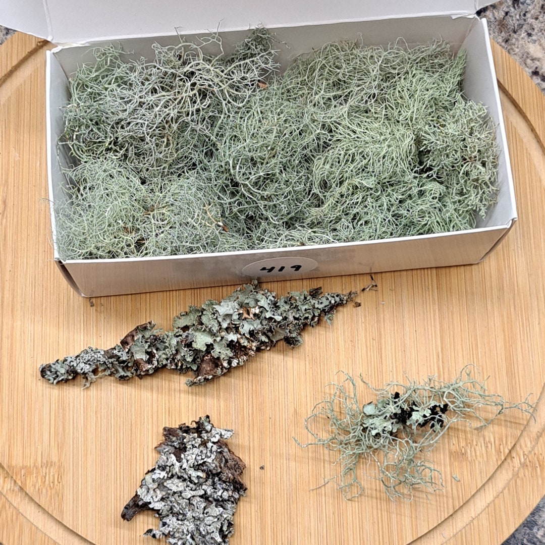 2 Cups 16 Oz of Dried Tree Lichen for a Terrarium, Fairy Garden, Fairy ...