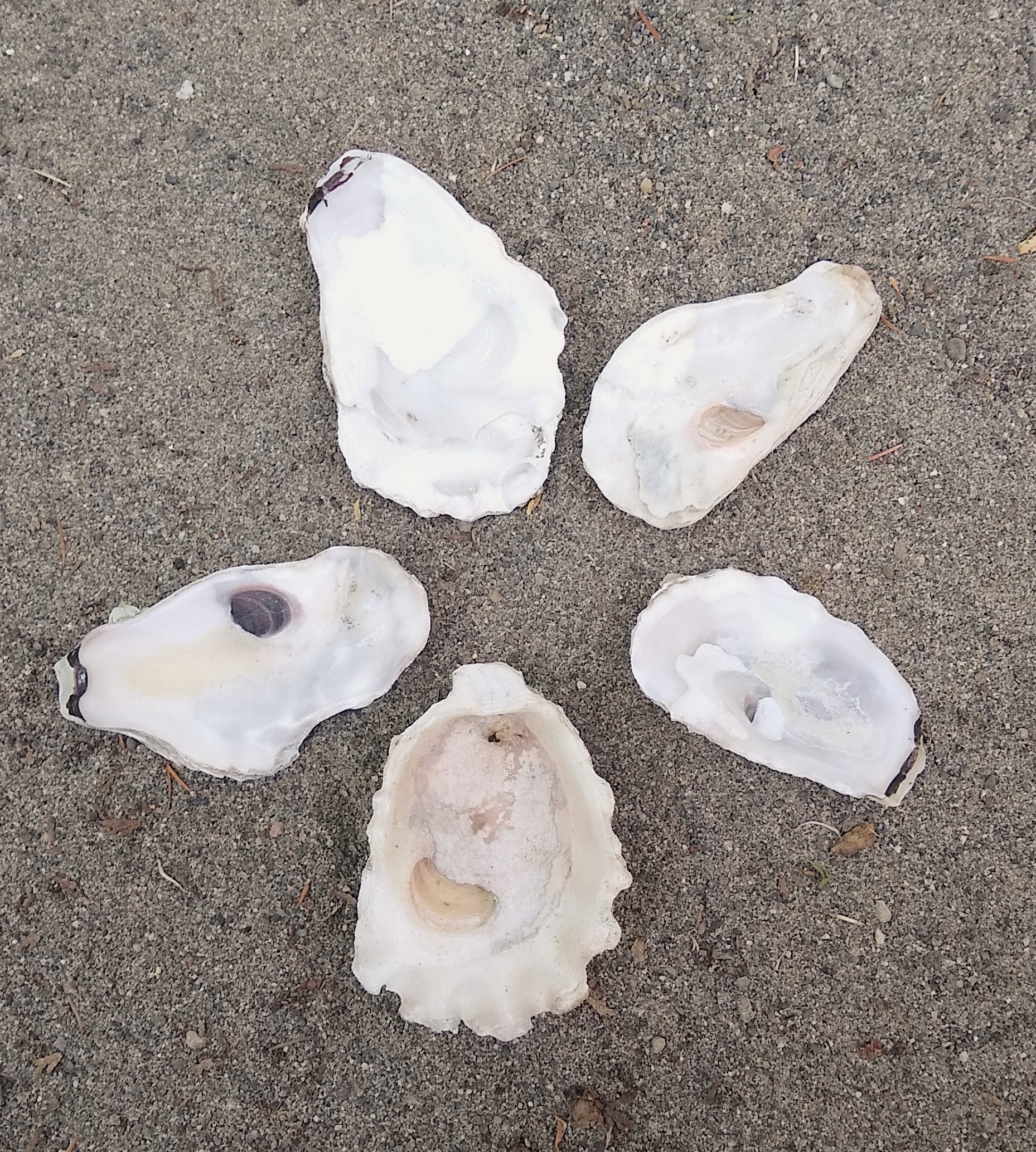 5 Large Pacific Northwest Oyster Shells Cleaned and Ready - Etsy