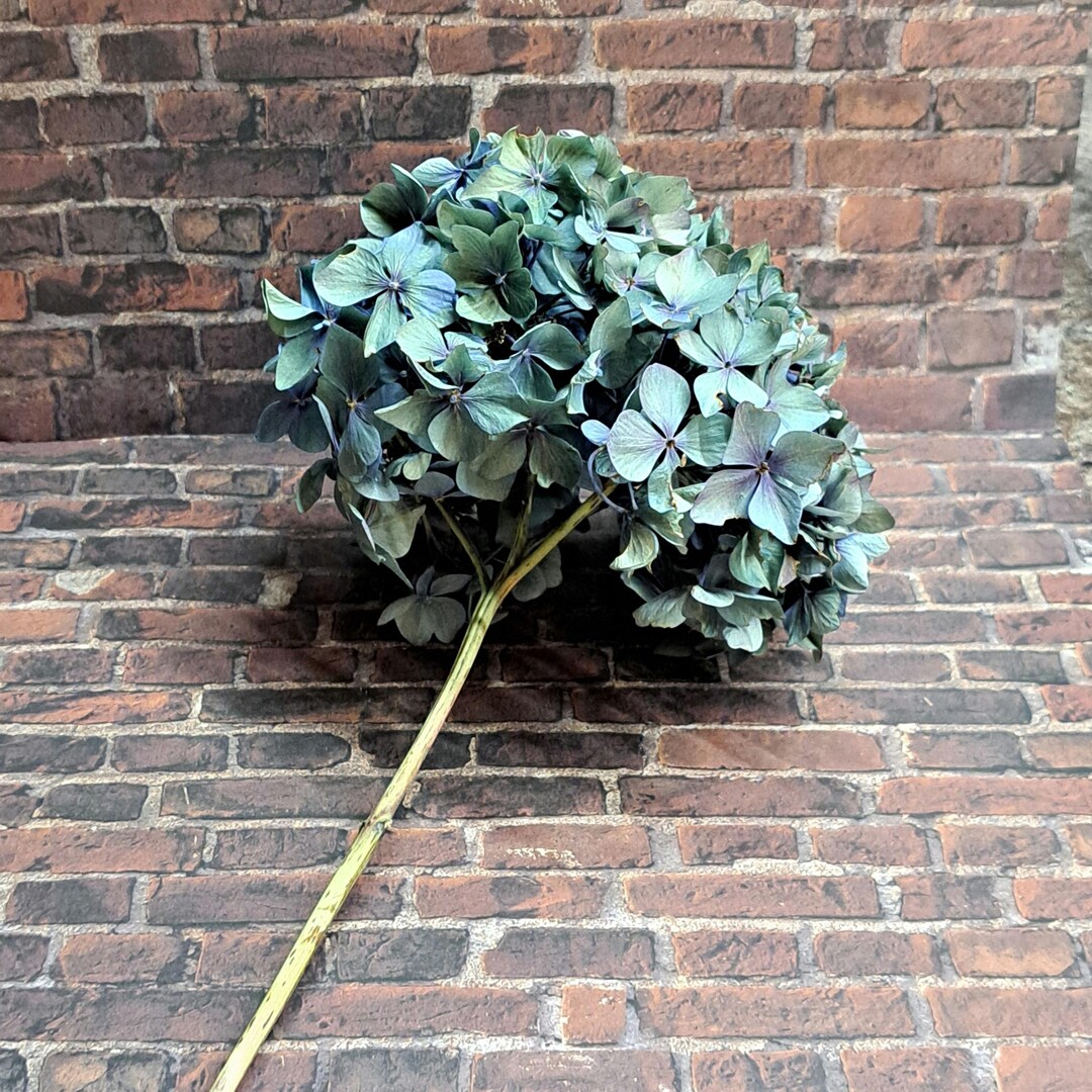 Dried Long Stem Hydrangea Flower for Home or Wedding Decor, a ...