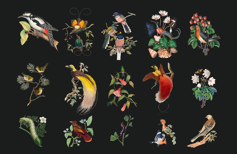 Botanical Animals.clipart PNG Insects Birds Warms Floral Vintage ...