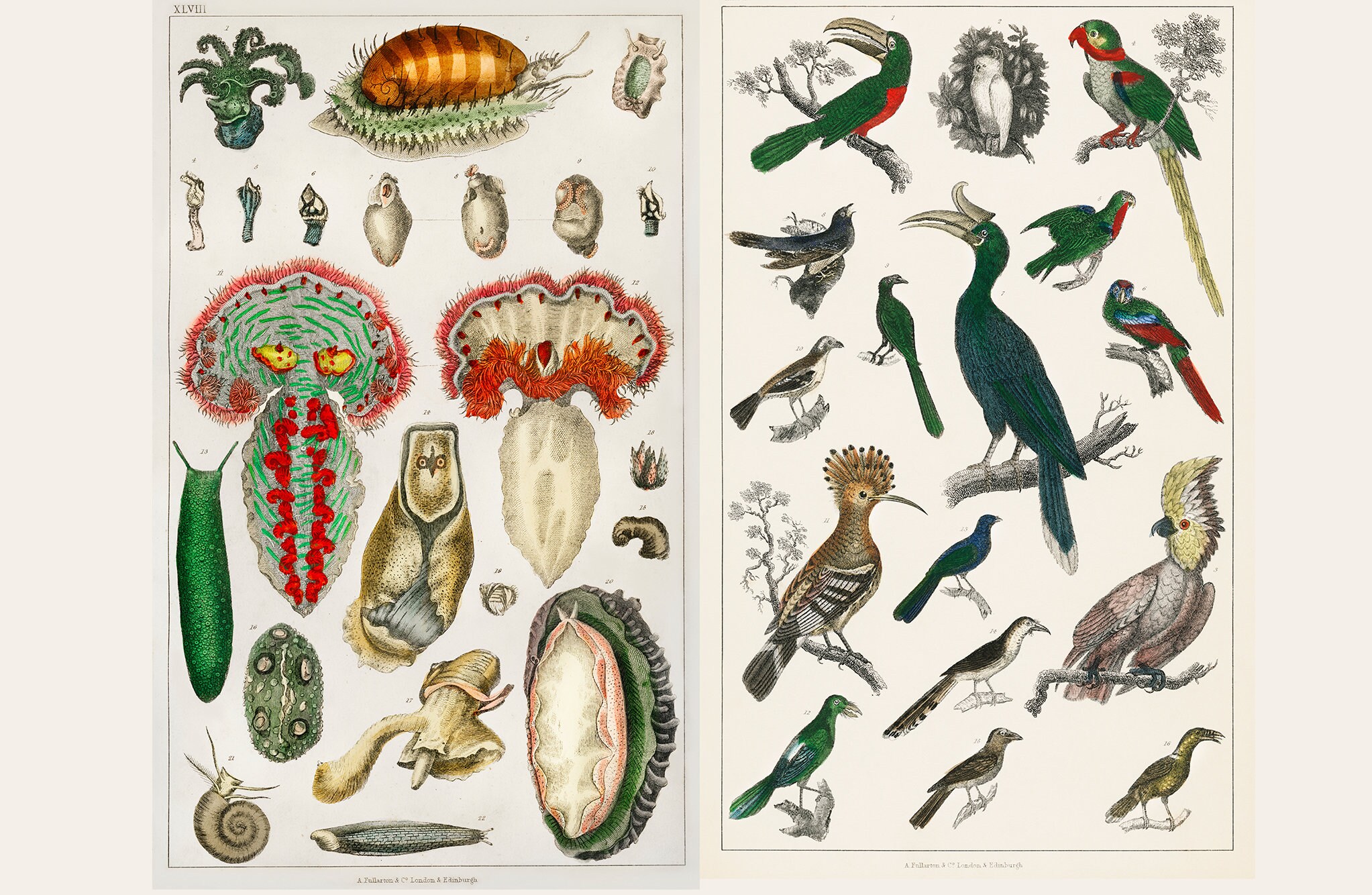 130 Oliver Goldsmith HQ Printable Illustrations Vintage Llithographs ...