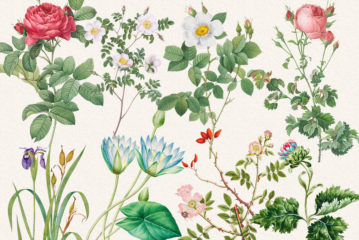 Flowers Illustrations, 100 Printable , Graphic Design, Collage Art ...