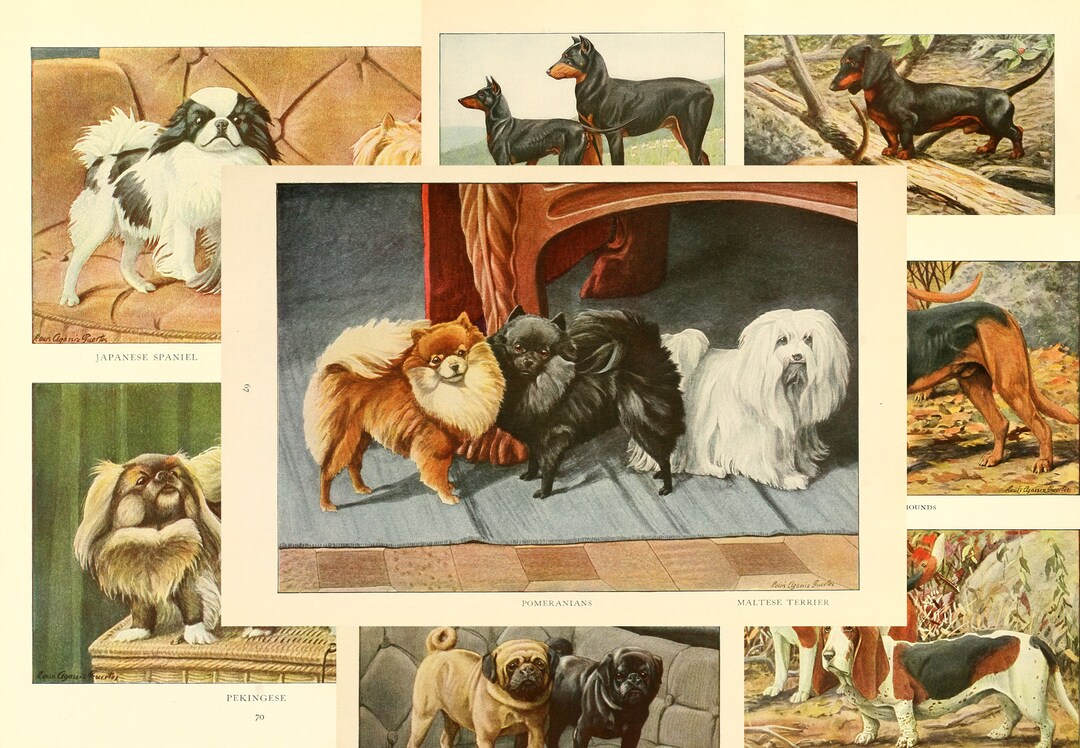 The Book of Dogs, Printable Images, Printable Illustrations, National ...