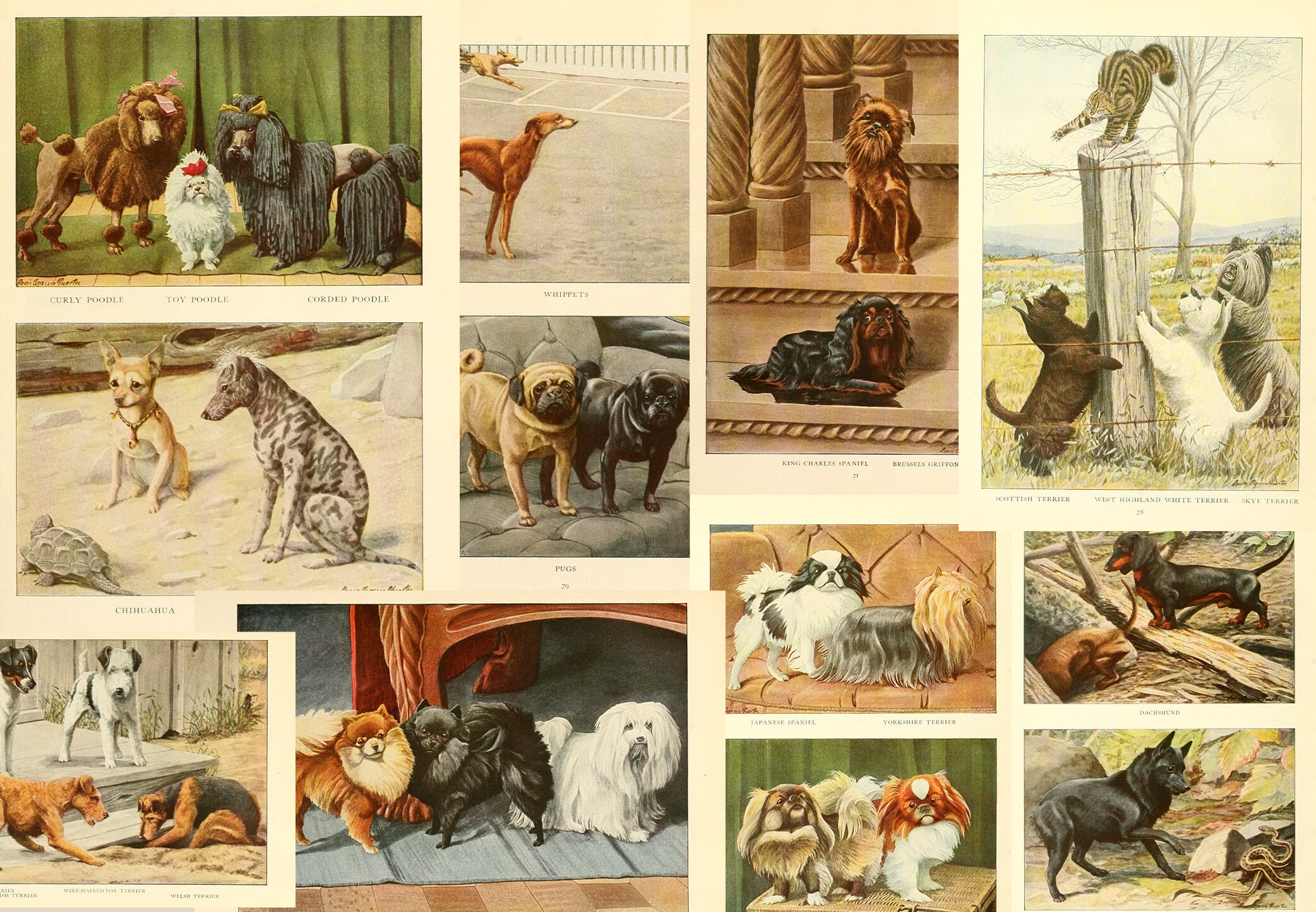 The Book of Dogs, Printable Images, Printable Illustrations, National ...