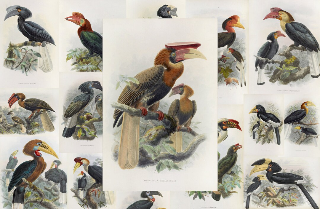 60+ Daniel Giraud Elliot Birds Illustrations, Printable Vintage Artwork ...
