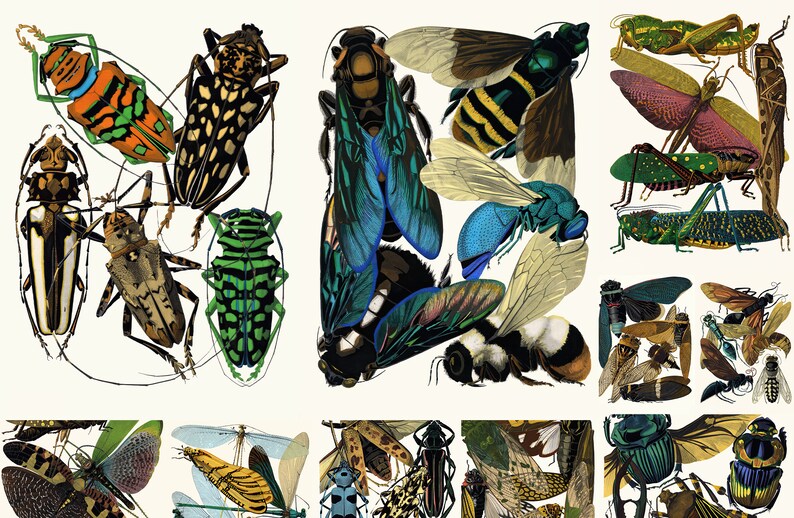 Eugene Seguy Insectes Plate Art Nouveau 1920s French Antique - Etsy