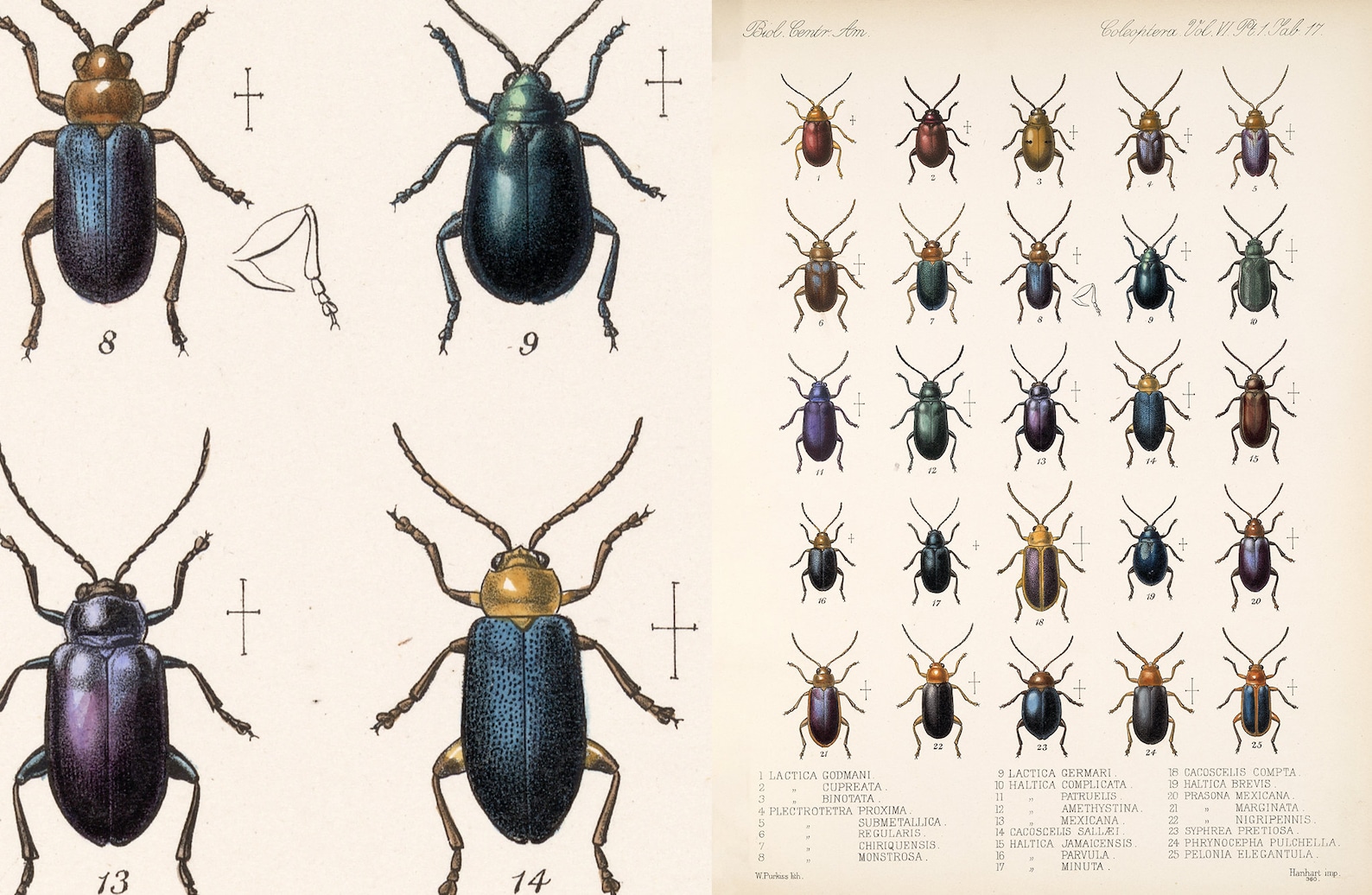 300+ Insecta Coleoptera HQ Printable Illustrations by Frederick Ducane ...