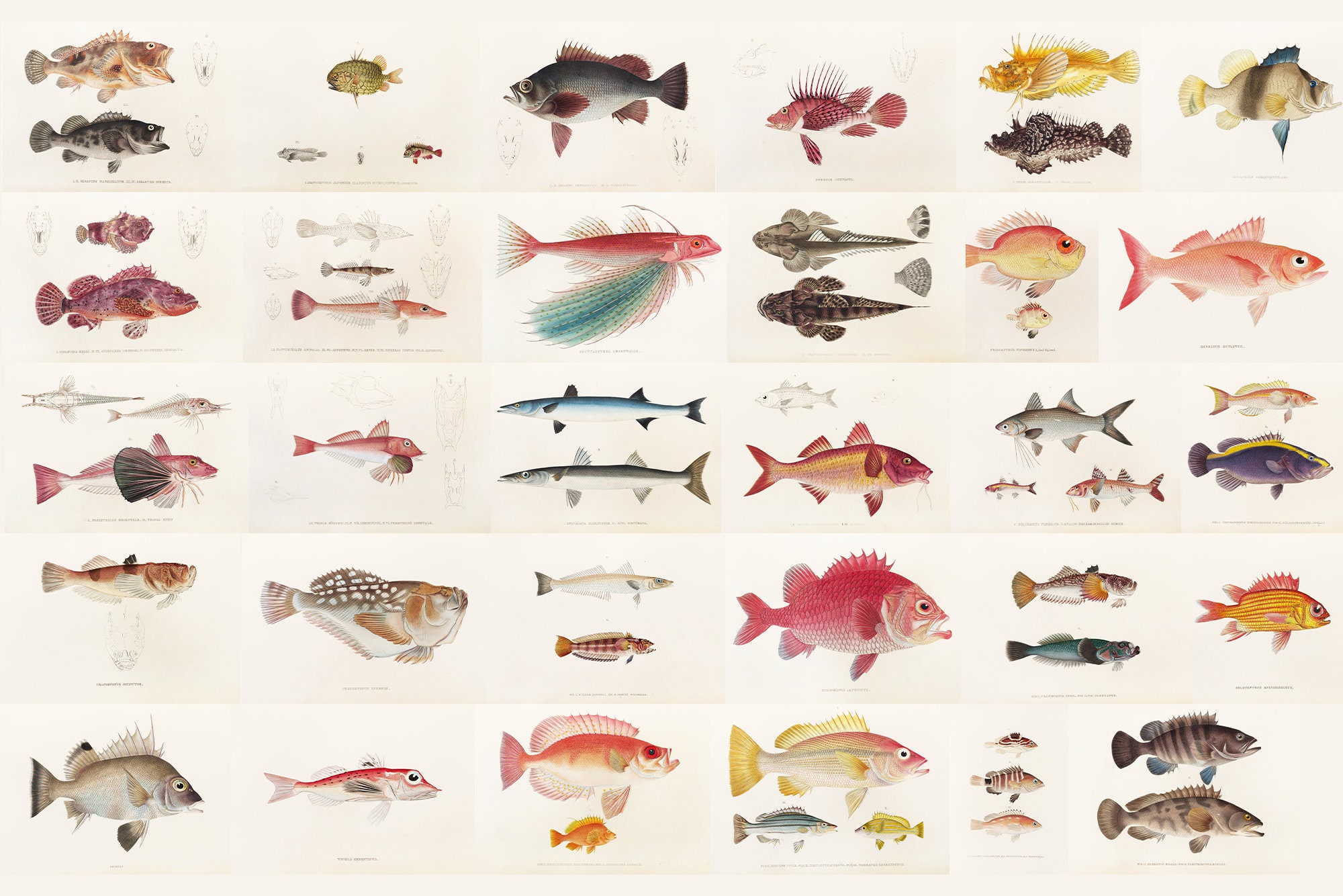 160 Fauna Japonica HQ Printable Sea World Illustrations Cute Fish ...