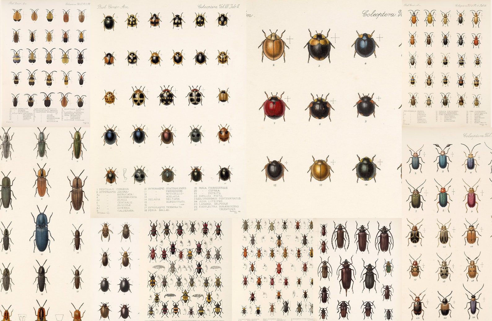 300+ Insecta Coleoptera HQ Printable Illustrations by Frederick Ducane ...