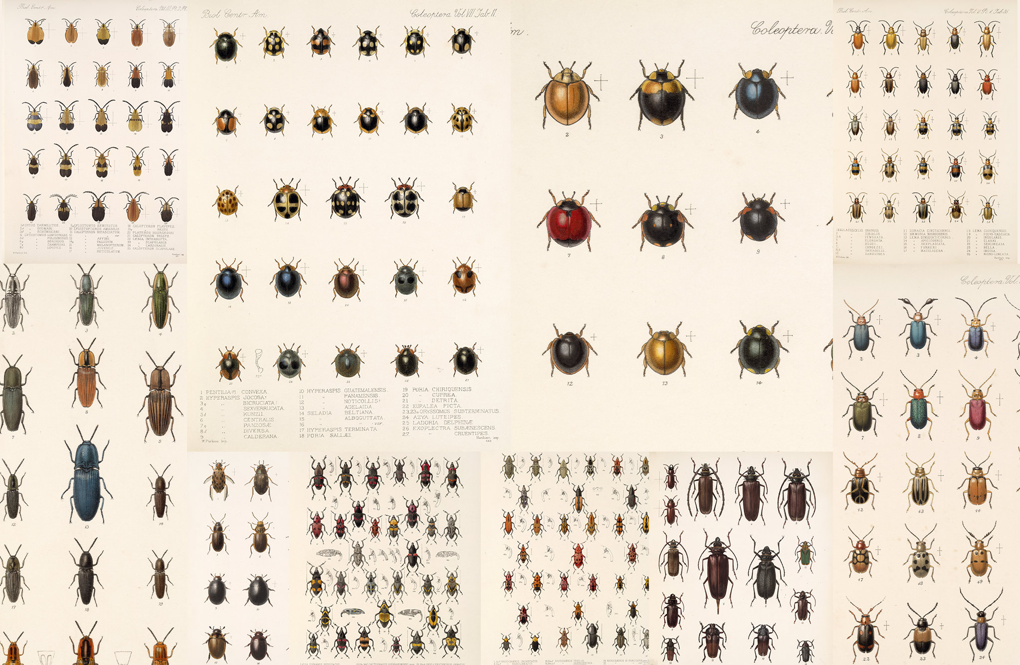 300+ Insecta Coleoptera HQ Printable Illustrations by Frederick Ducane ...