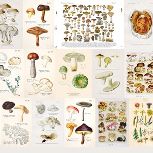 120+ Mushroom Lithograph Printable Illustrations Chromolithograph ...