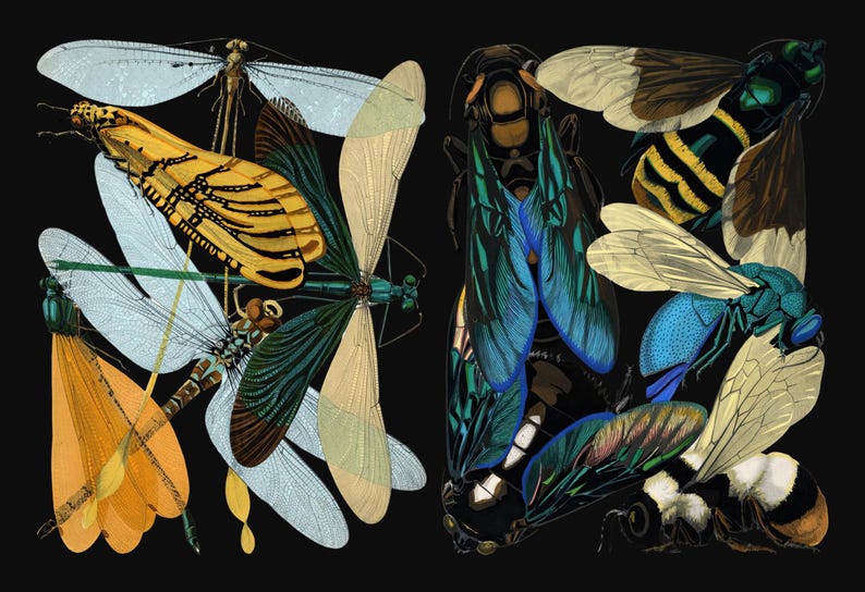 E. A. Seguy Insectes Cliparts, PNG, Printable, Butterflies Insect ...