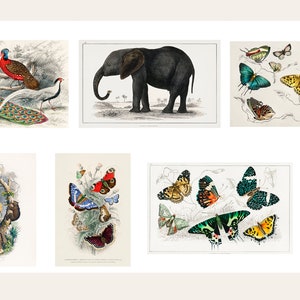 130+ Oliver Goldsmith HQ Printable Illustrations Vintage Llithographs ...