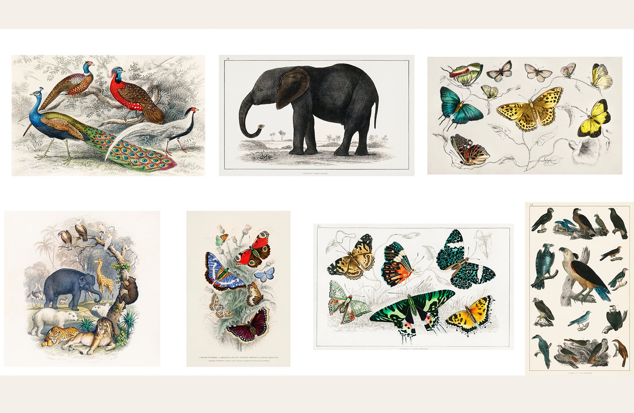 130 Oliver Goldsmith HQ Printable Illustrations Vintage Llithographs ...