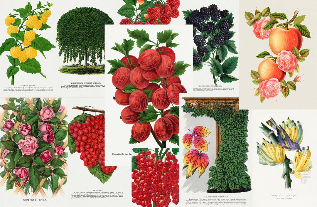 Botanical Specimen Illustrations + CLIPART Floriculture Ephemera for ...