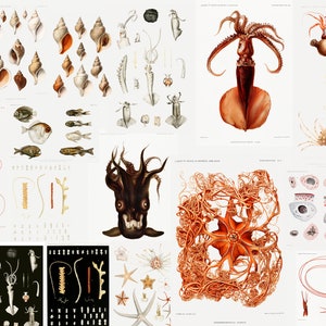 Résultats Des Campagnes Scientifiques by Albert I - 66 HQ Brisingidae ...