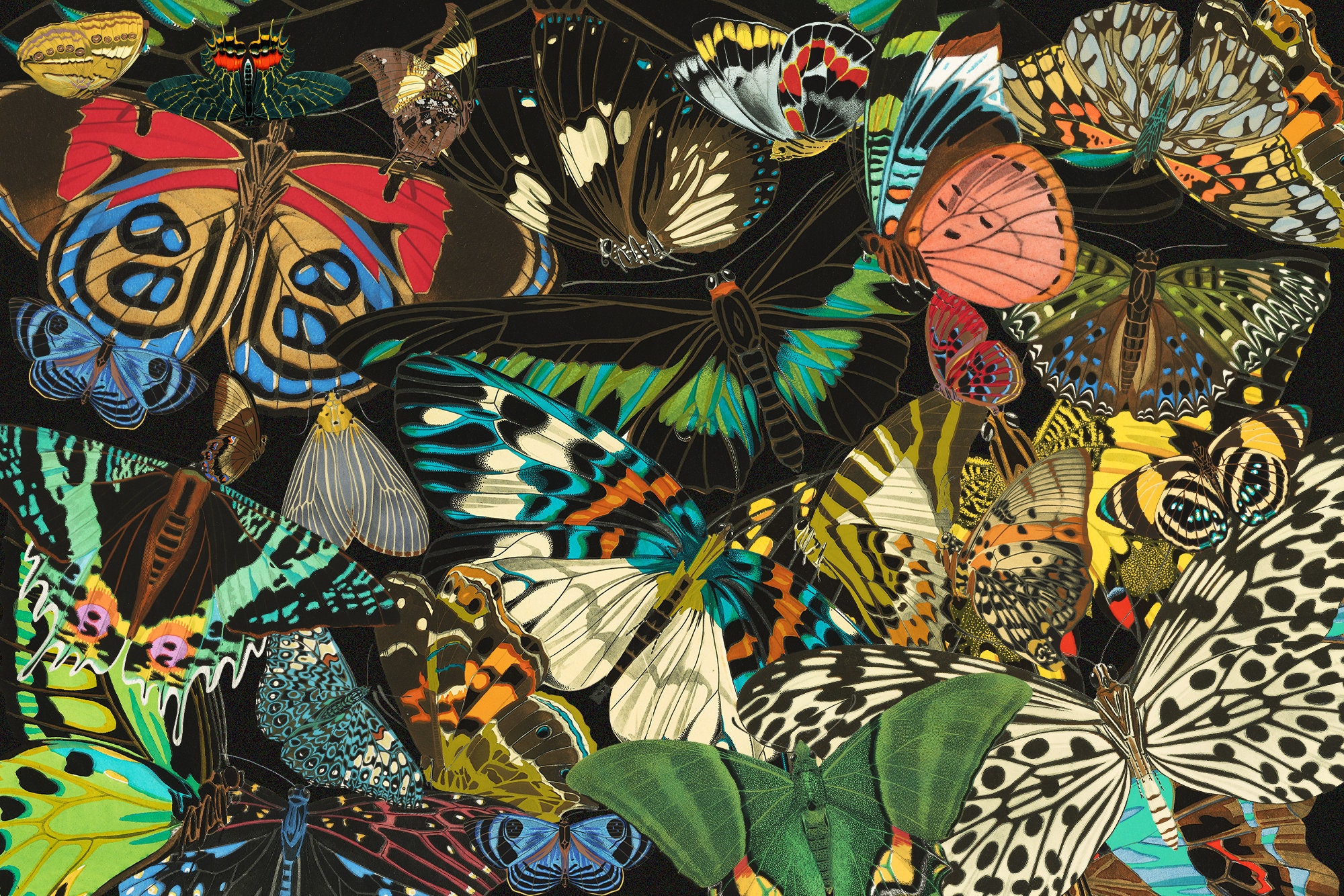 70 E.A. Séguy HQ Clipart PNG Butterflies Art Deco Insect Illustration ...