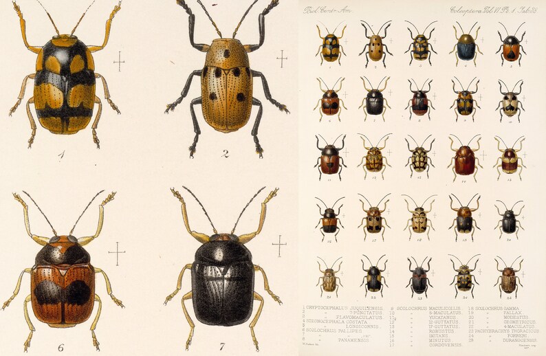 300+ Insecta Coleoptera HQ Printable Illustrations by Frederick Ducane ...